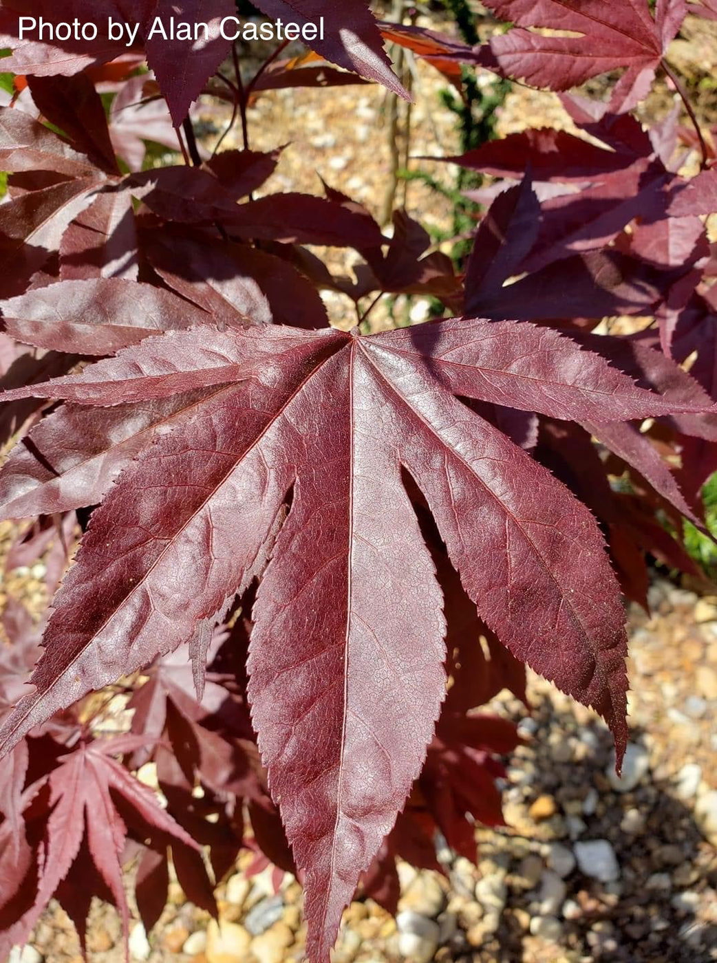 Buy Acer palmatum 'Shazam' Large Leaf Japanese Maple — Mr Maple │ Buy ...