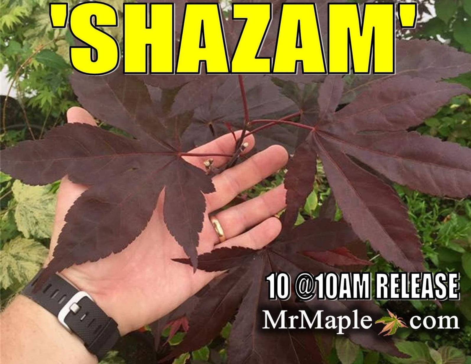 Buy Acer palmatum 'Shazam' Large Leaf Japanese Maple — Mr Maple │ Buy ...