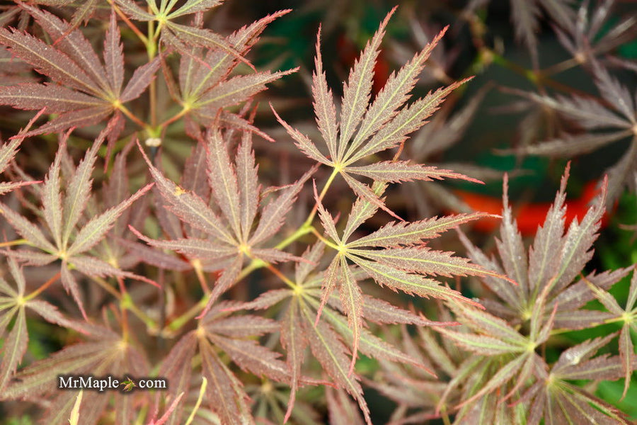 Buy Acer palmatum 'Sherwood Elfin' Dwarf Japanese Maple — Mr Maple ...
