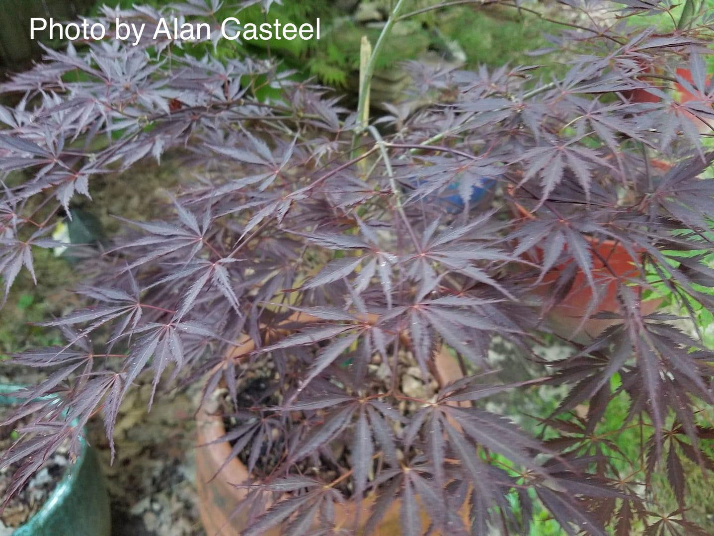 Buy Acer palmatum 'Sherwood Elfin' Dwarf Japanese Maple — Mr Maple ...