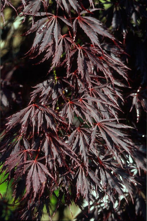 Buy Acer palmatum 'Sherwood Elfin' Dwarf Japanese Maple — Mr Maple ...