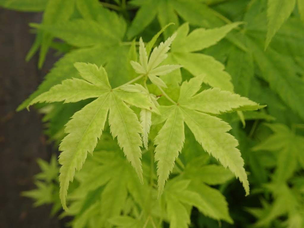 Buy Acer palmatum 'Shidava Gold' Green Bark Japanese Maple — Mr Maple ...