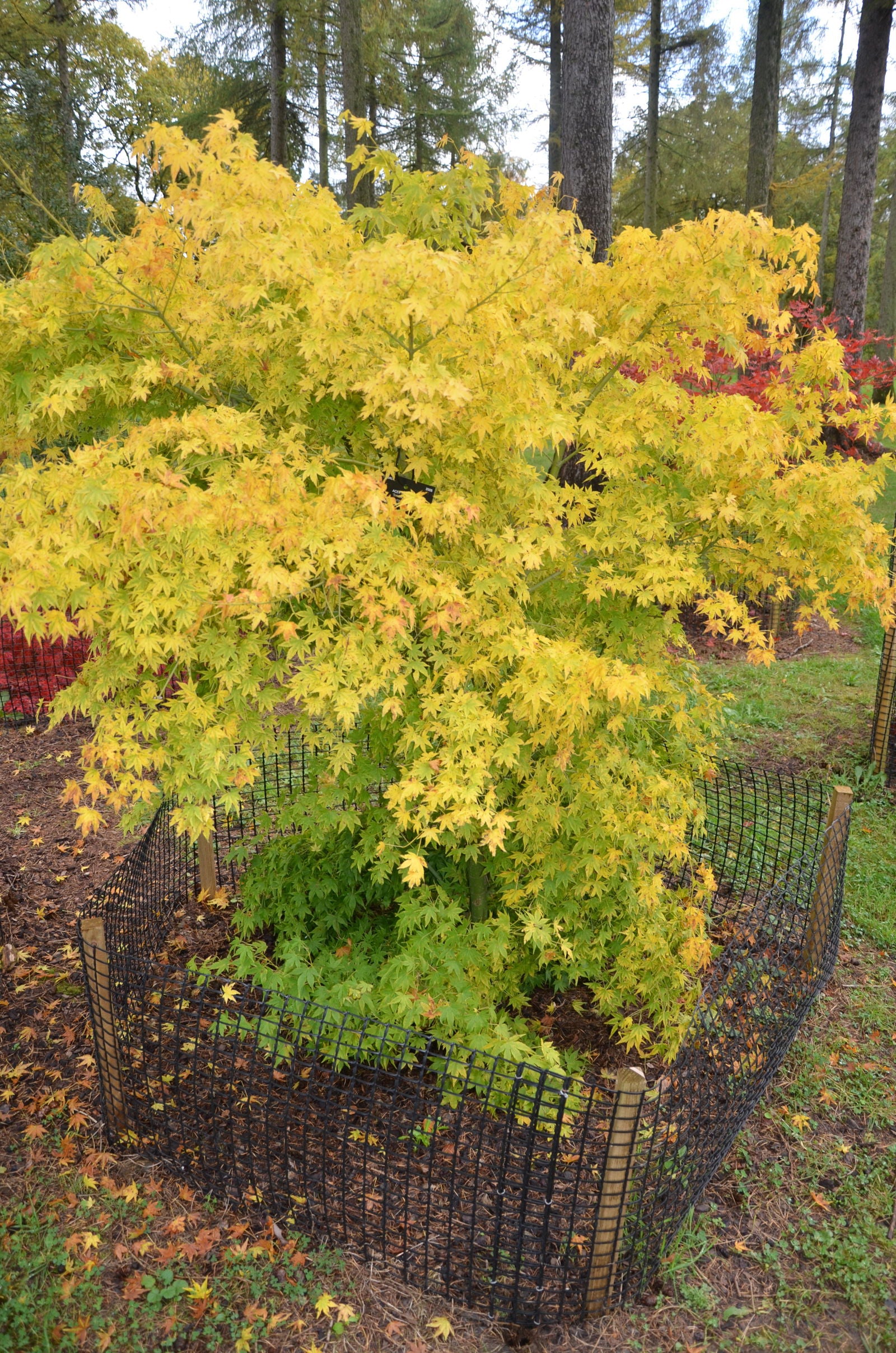 Buy Acer palmatum 'Shidava Gold' Green Bark Japanese Maple — Mr Maple ...
