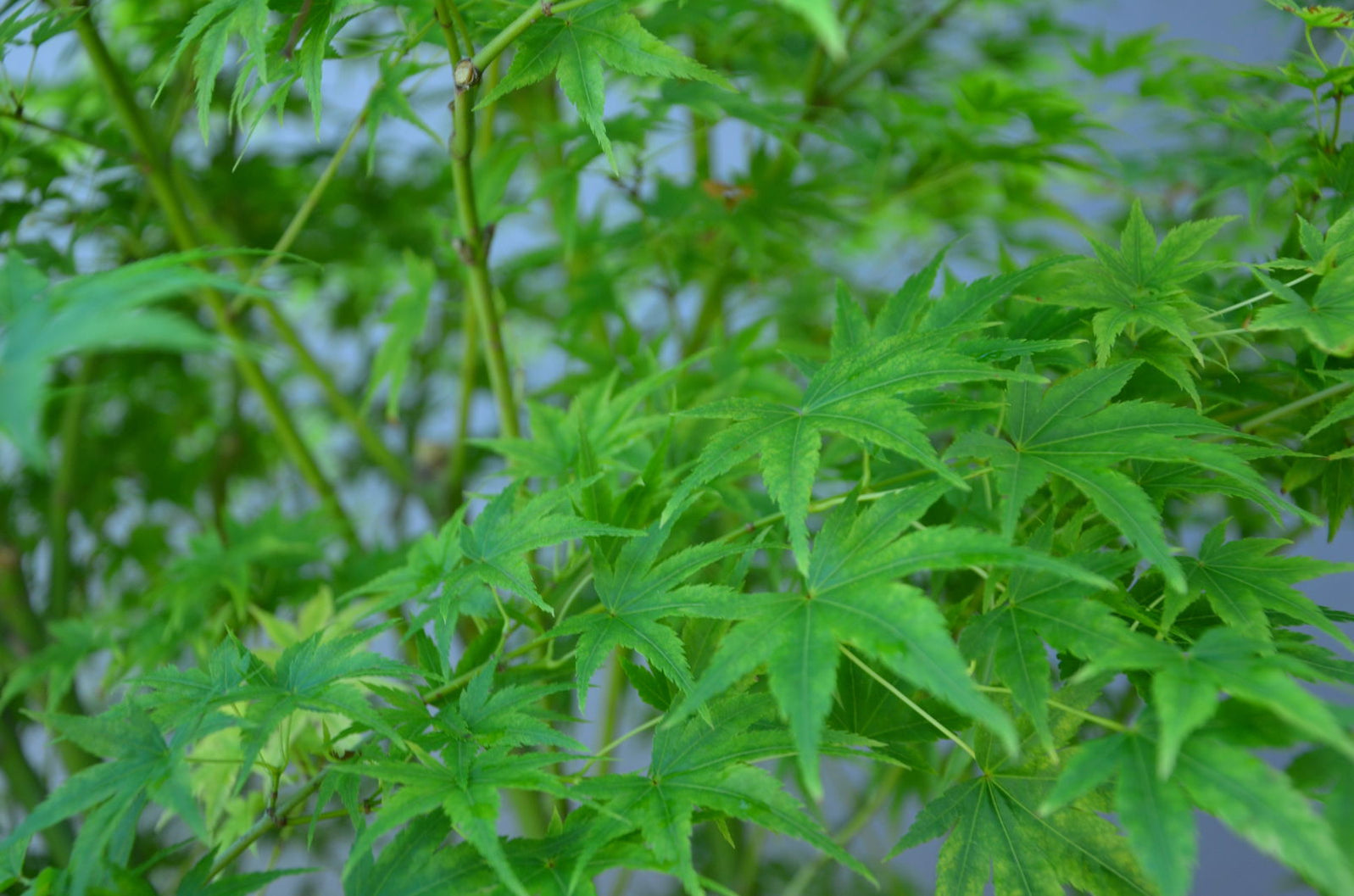 Buy Acer palmatum 'Shidava Gold' Green Bark Japanese Maple — Mr Maple ...
