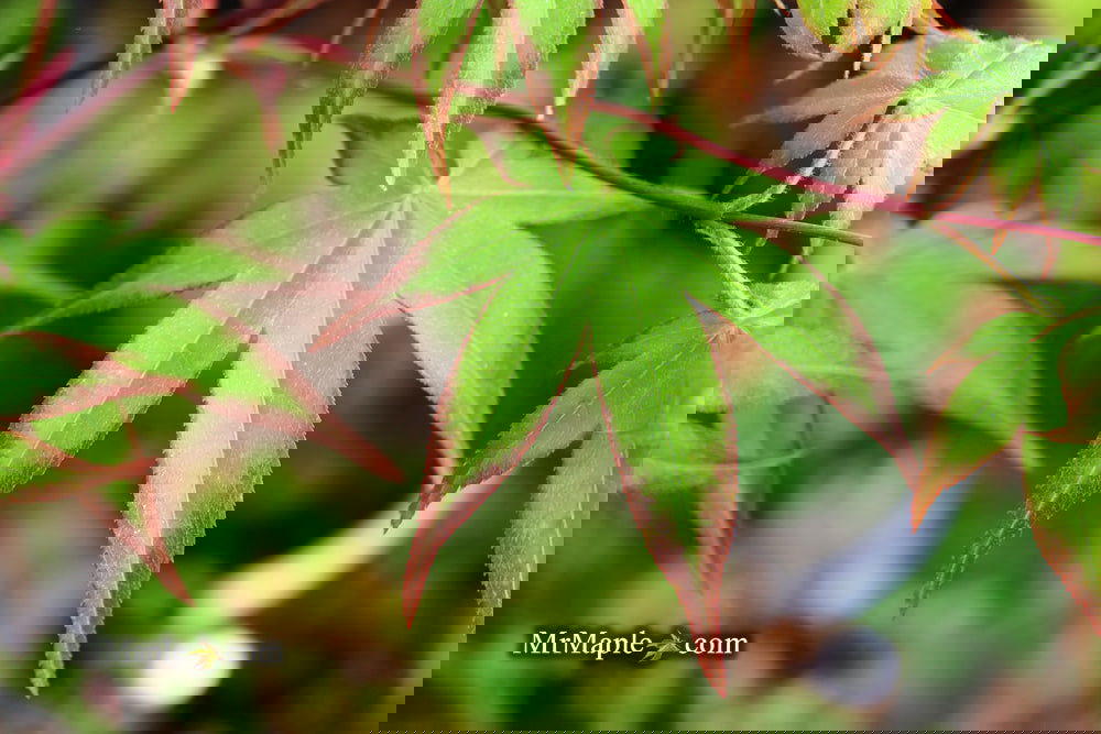 Buy Acer palmatum 'Shigarami' Japanese Maple — Mr Maple │ Buy Japanese ...