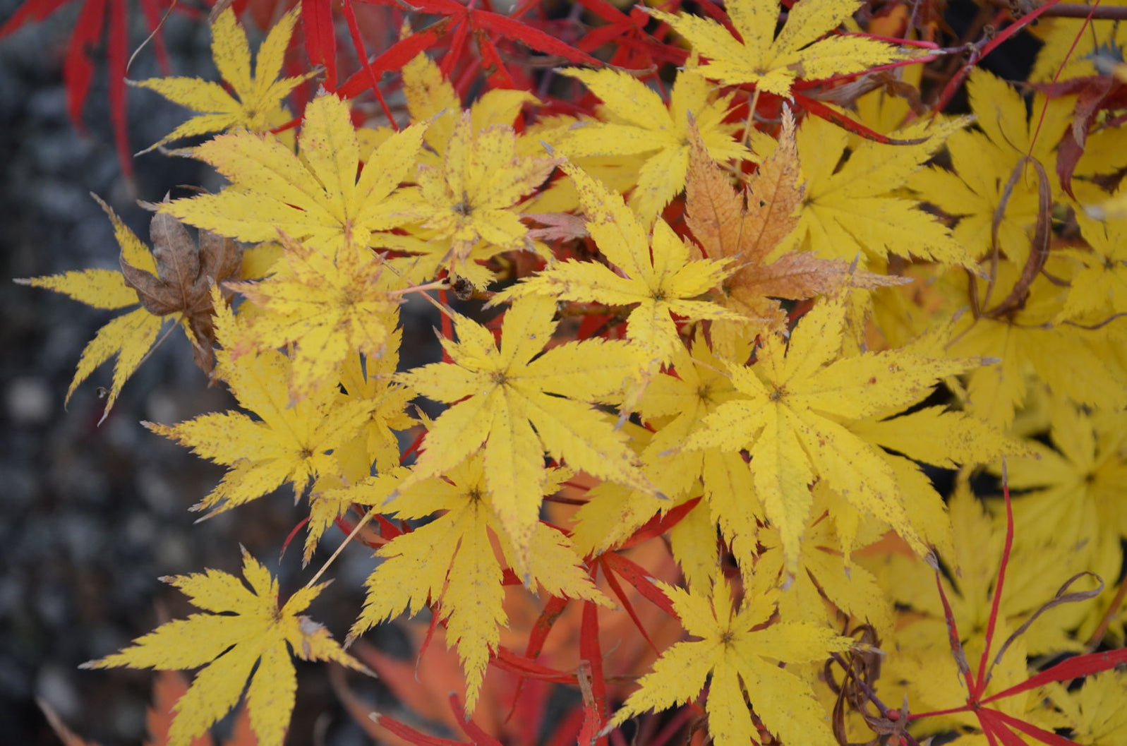 Buy Acer palmatum 'Shigi no hoshi' Japanese Maple — Mr Maple │ Buy ...