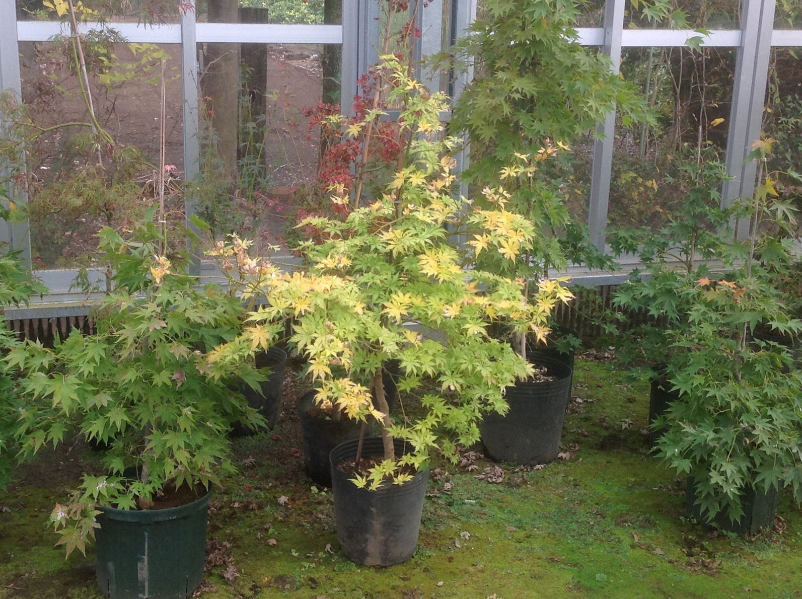 Buy Acer palmatum 'Shigi no hoshi' Japanese Maple — Mr Maple │ Buy ...