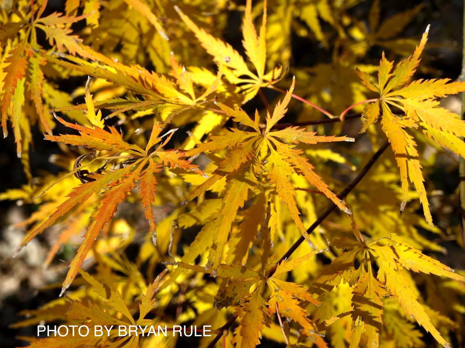 Buy Acer palmatum 'Shigure bato' Japanese Maple — Mr Maple │ Buy ...