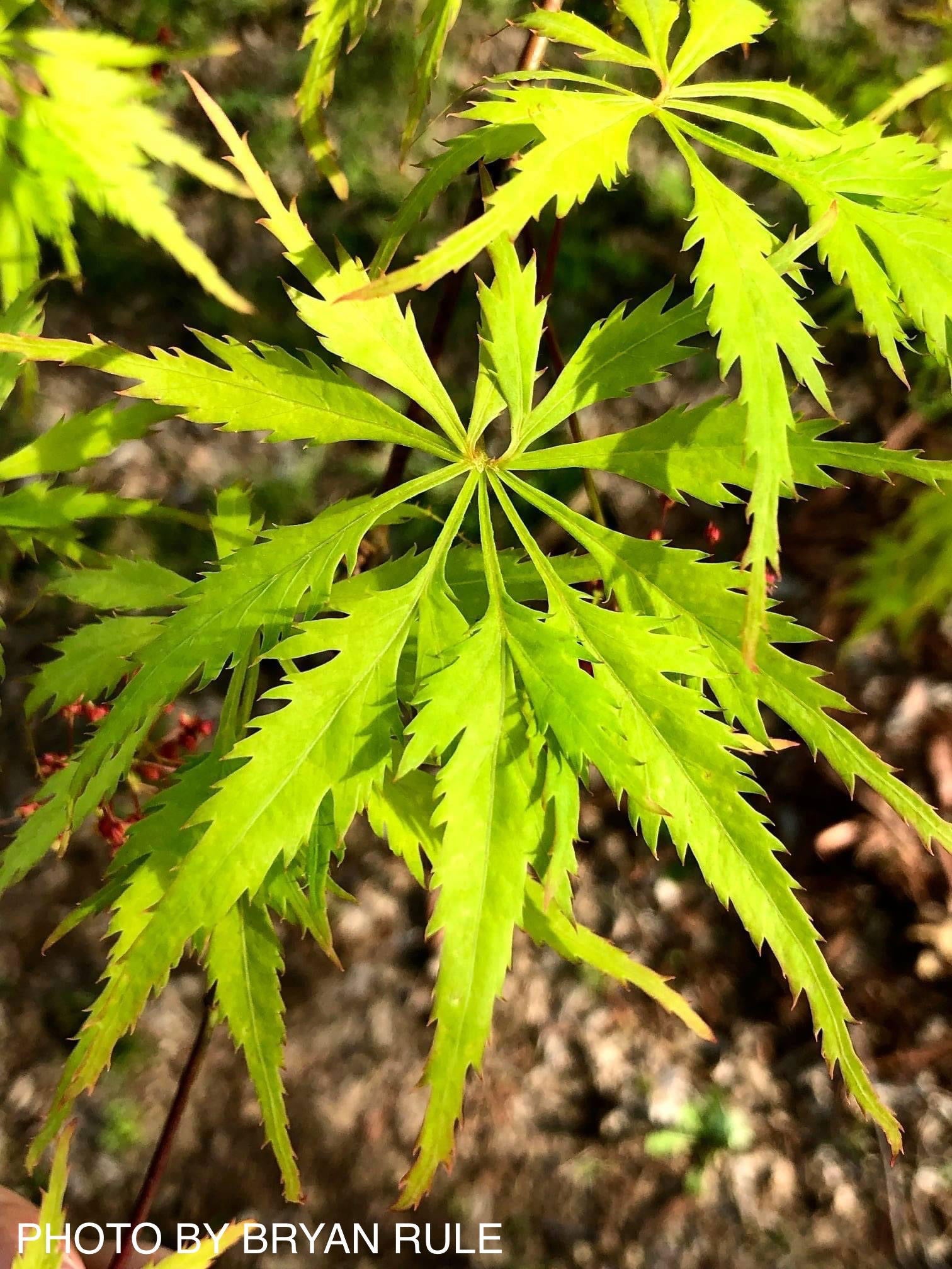 Buy Acer palmatum 'Shigure bato' Japanese Maple — Mr Maple │ Buy ...