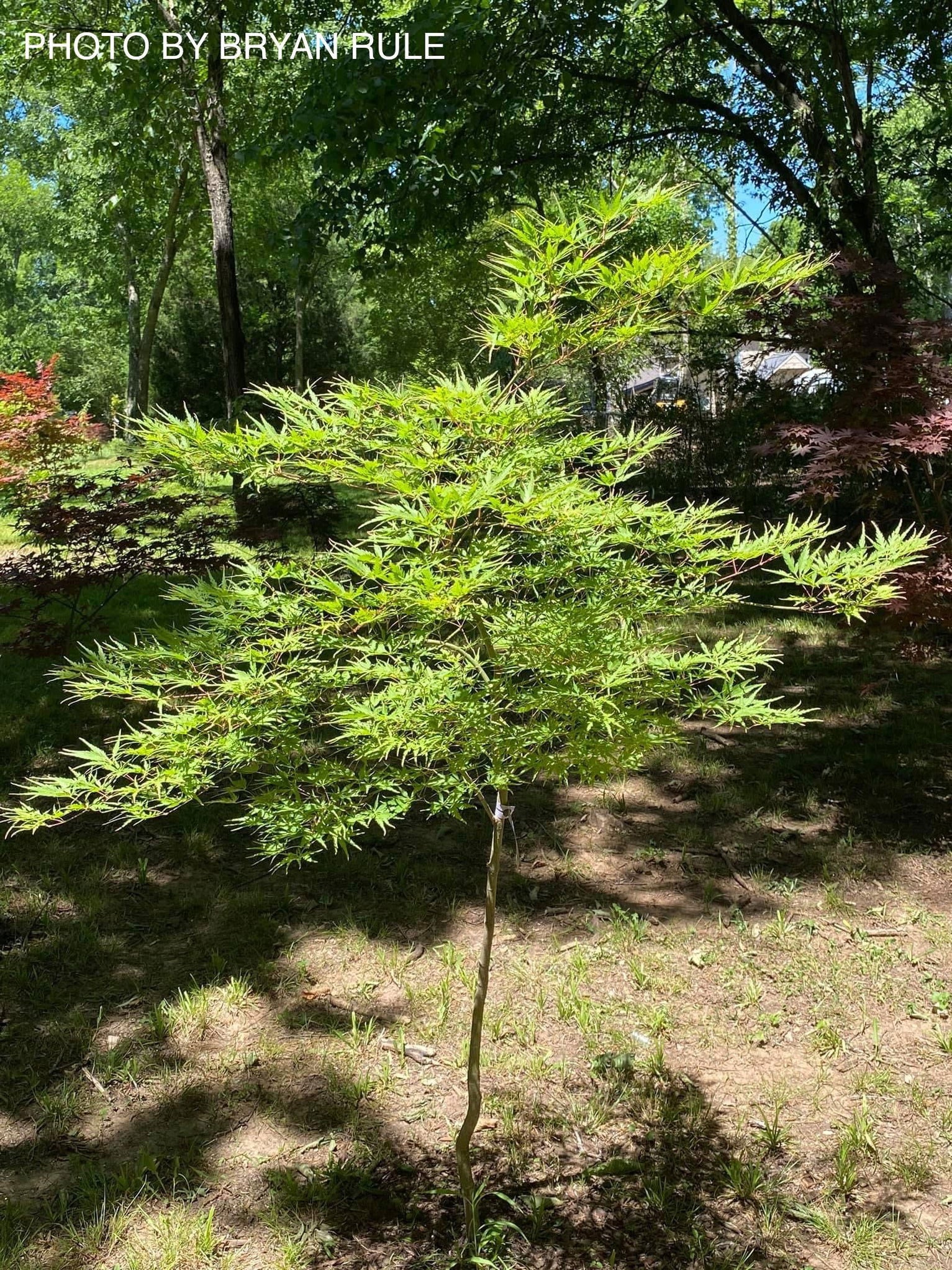 Buy Acer palmatum 'Shigure bato' Japanese Maple — Mr Maple │ Buy ...