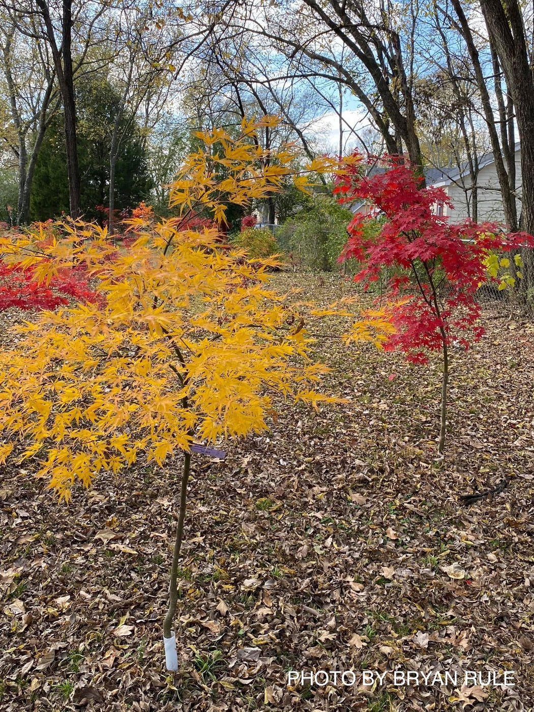 Buy Acer palmatum 'Shigure bato' Japanese Maple — Mr Maple │ Buy ...