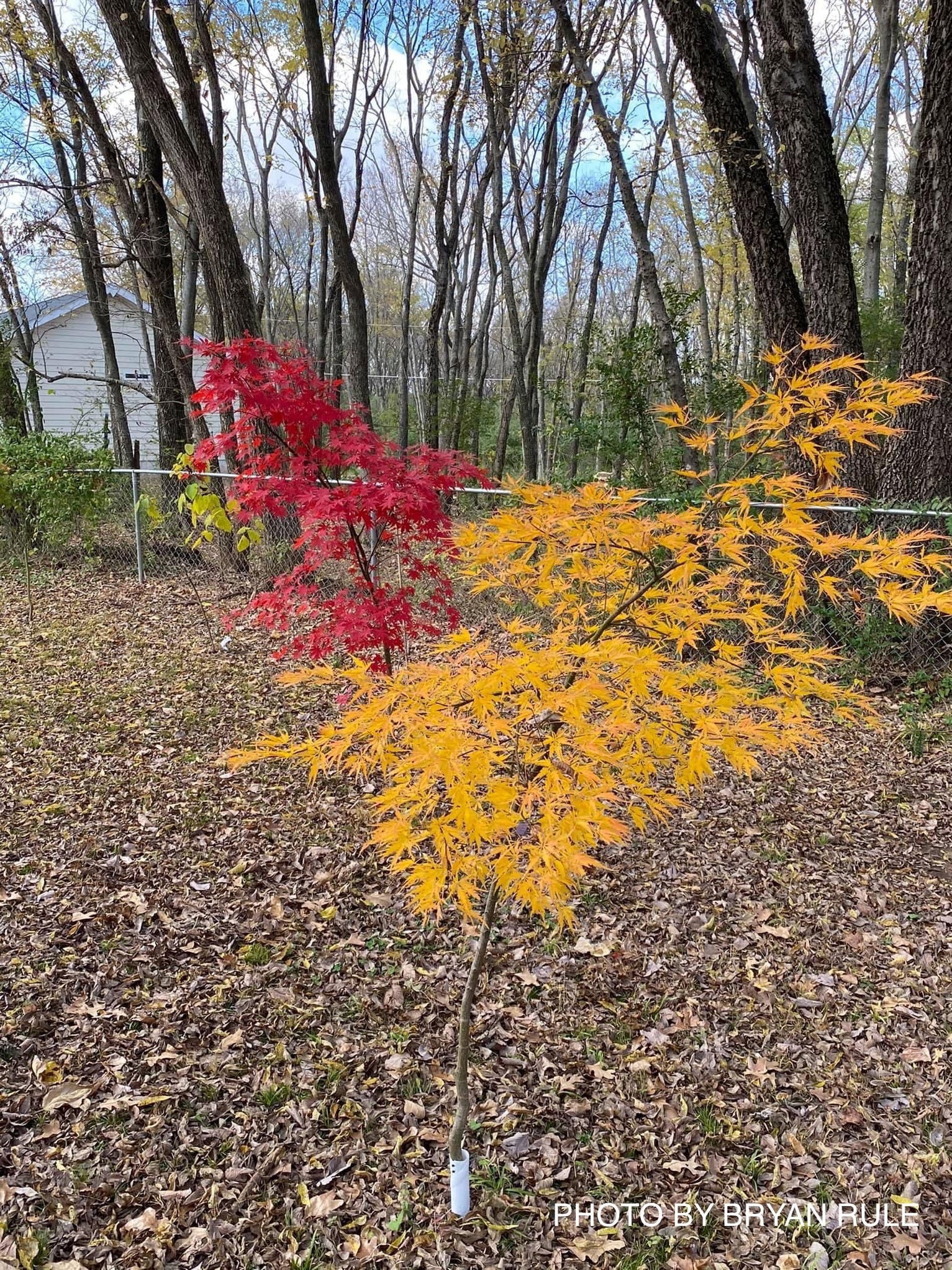 Buy Acer palmatum 'Shigure bato' Japanese Maple — Mr Maple │ Buy ...