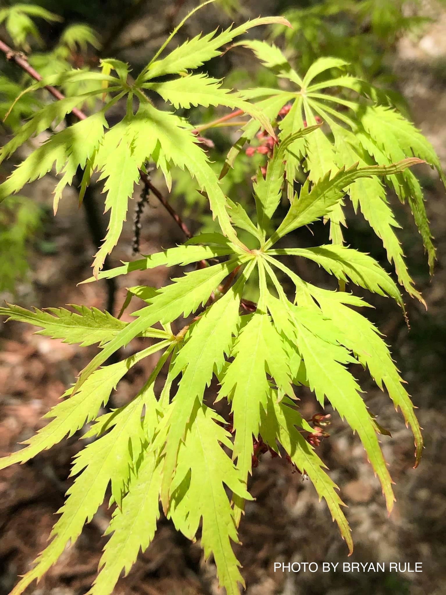 Buy Acer palmatum 'Shigure bato' Japanese Maple — Mr Maple │ Buy ...