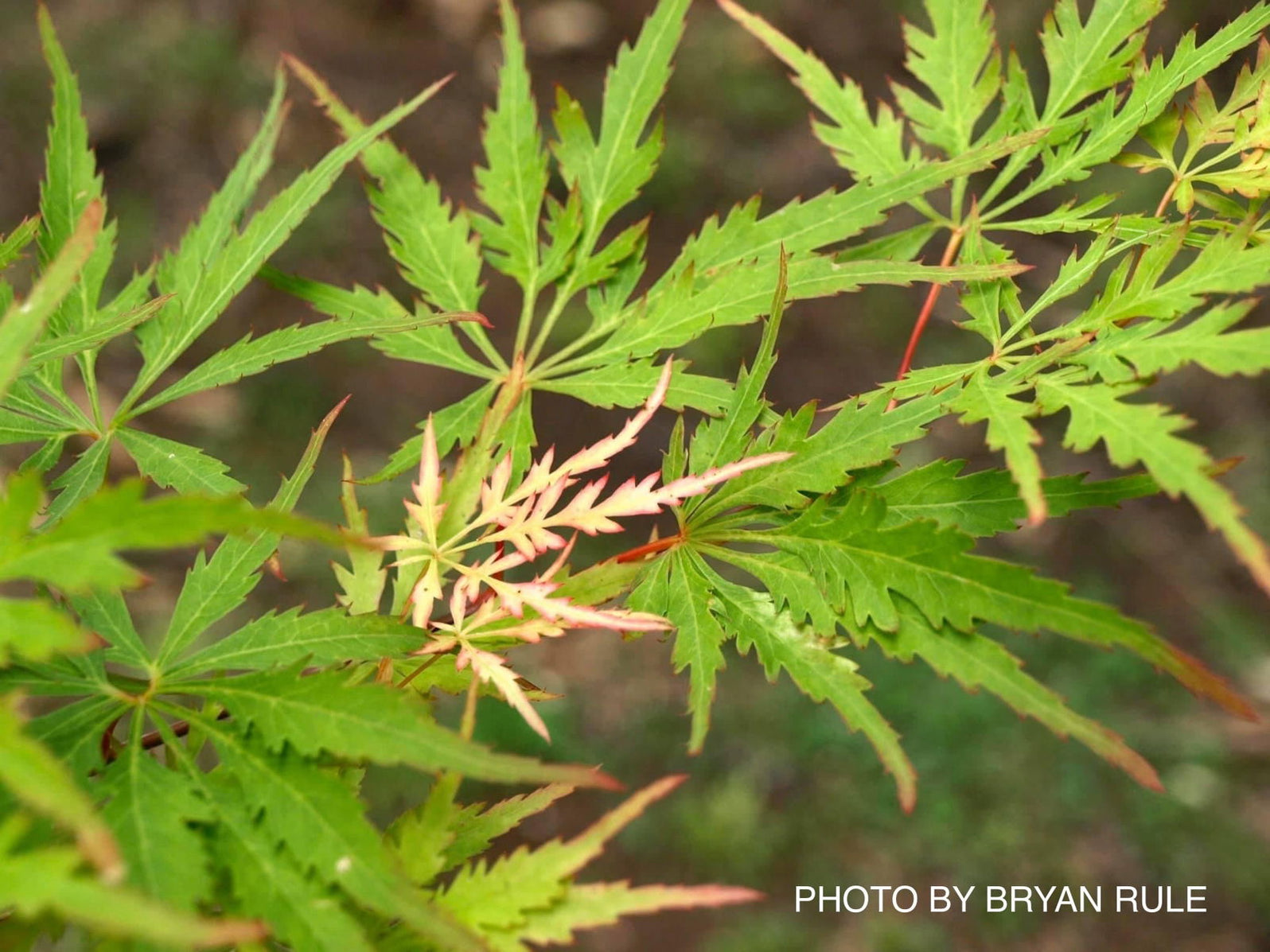 Buy Acer palmatum 'Shigure bato' Japanese Maple — Mr Maple │ Buy ...