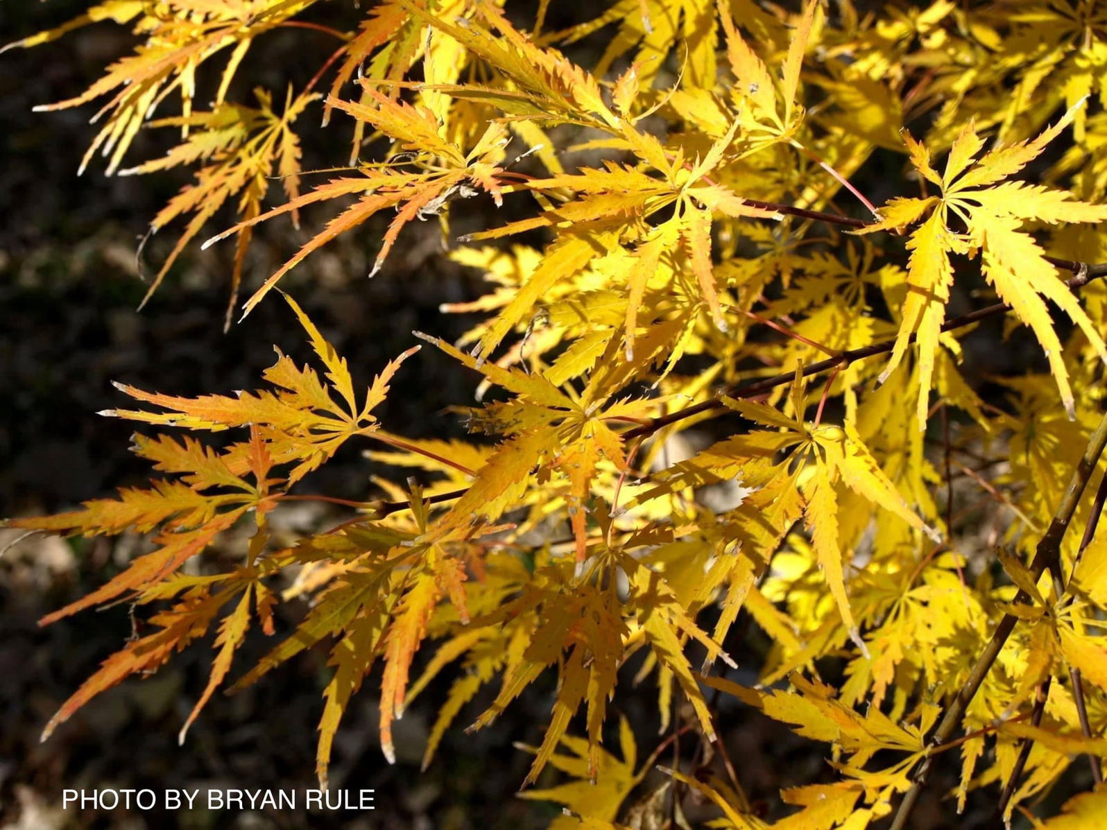 Buy Acer palmatum 'Shigure bato' Japanese Maple — Mr Maple │ Buy ...