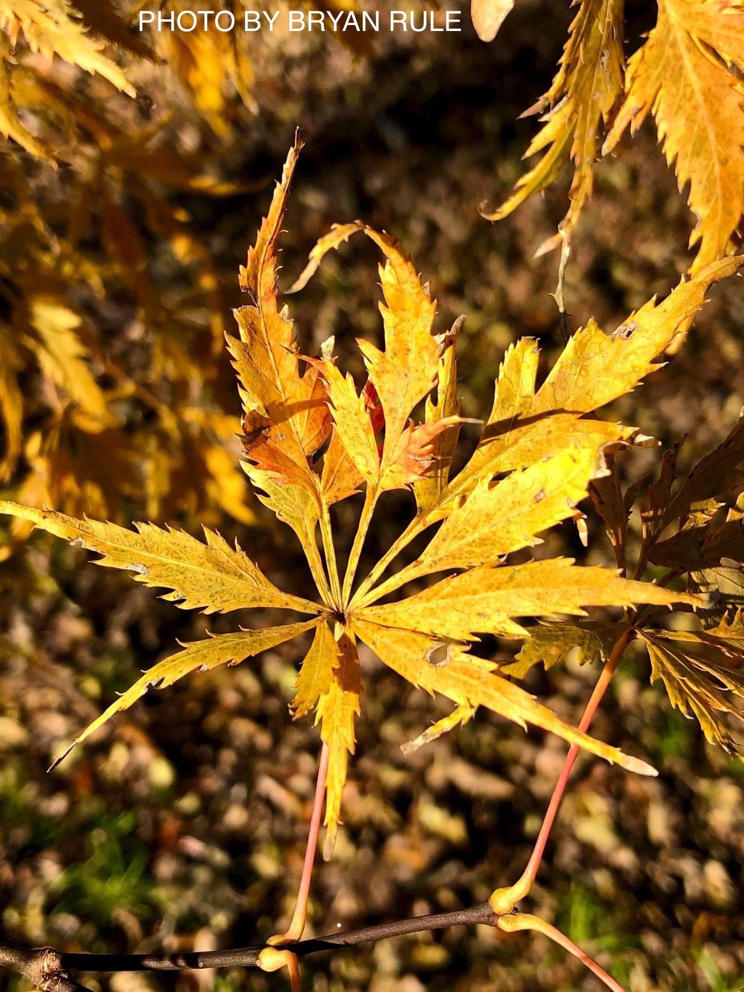 Buy Acer palmatum 'Shigure bato' Japanese Maple — Mr Maple │ Buy ...