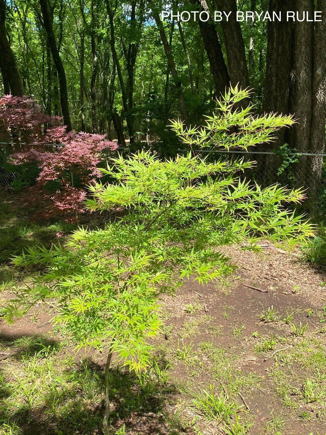 Buy Acer palmatum 'Shigure bato' Japanese Maple — Mr Maple │ Buy ...