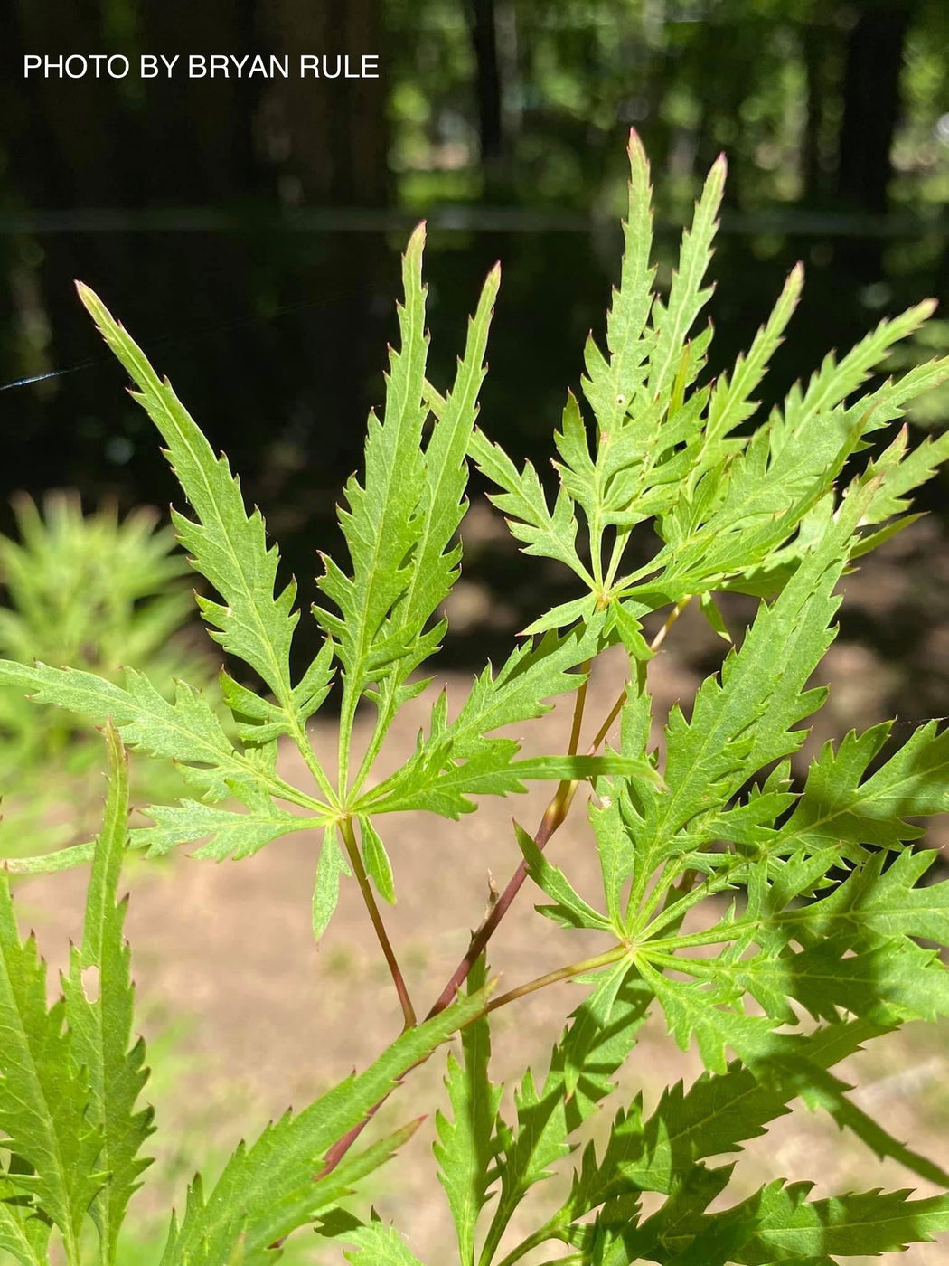 Buy Acer palmatum 'Shigure bato' Japanese Maple — Mr Maple │ Buy ...