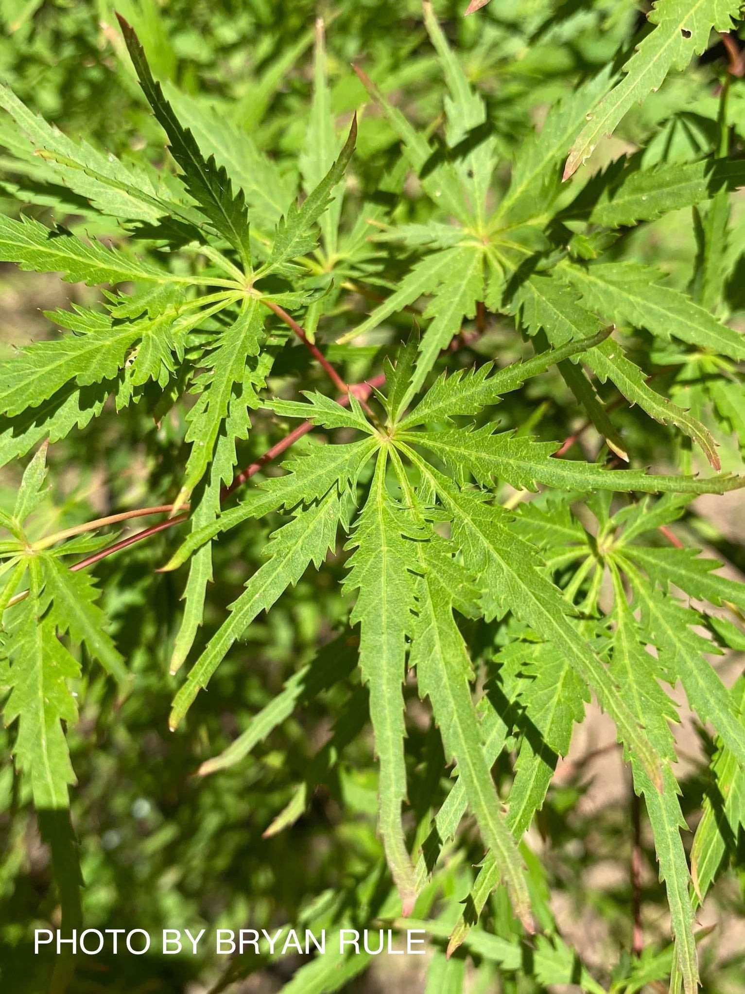 Buy Acer palmatum 'Shigure bato' Japanese Maple — Mr Maple │ Buy ...