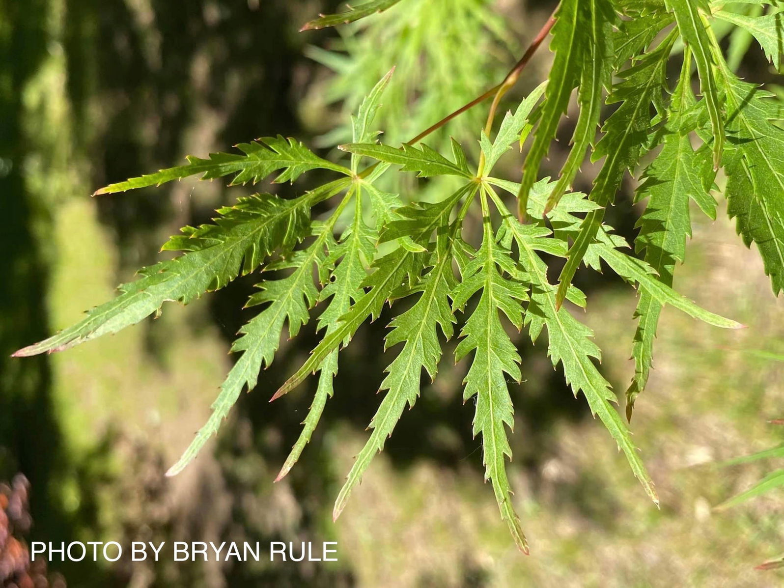 Buy Acer palmatum 'Shigure bato' Japanese Maple — Mr Maple │ Buy ...