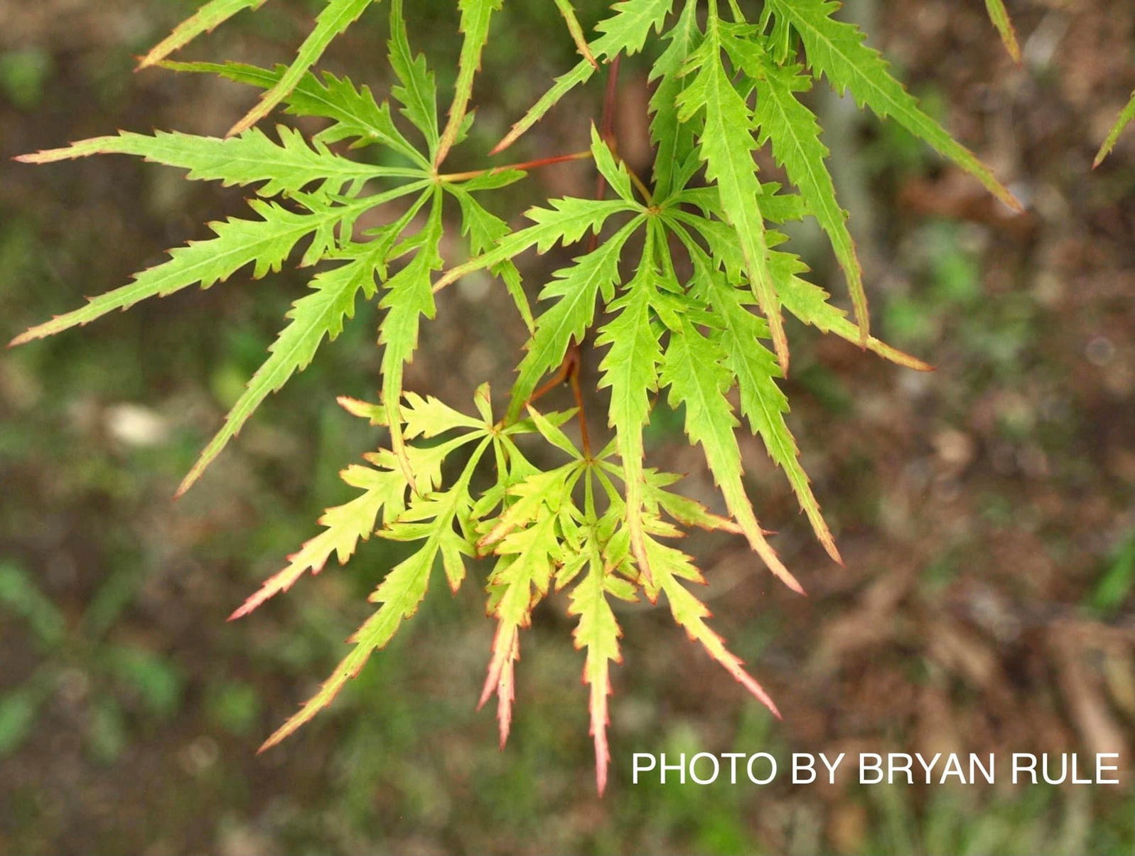 Buy Acer palmatum 'Shigure bato' Japanese Maple — Mr Maple │ Buy ...