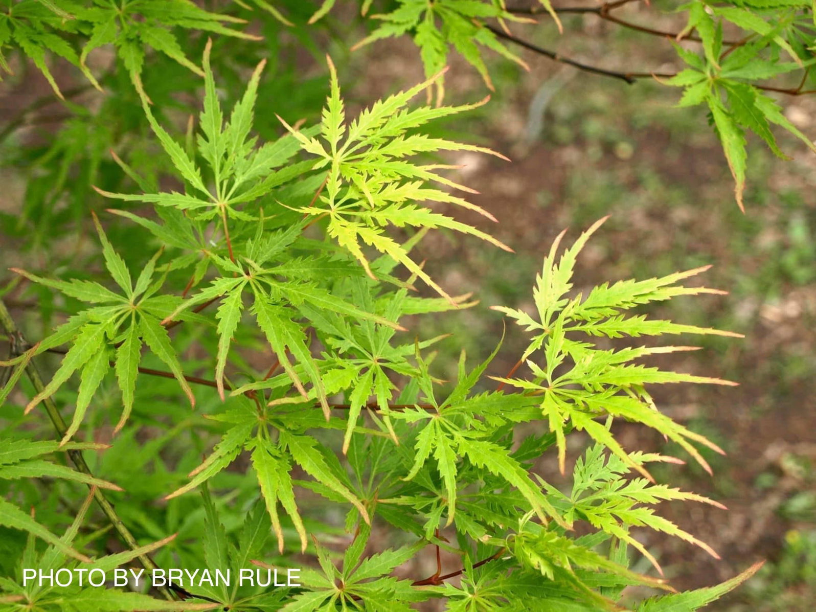 Buy Acer palmatum 'Shigure bato' Japanese Maple — Mr Maple │ Buy ...