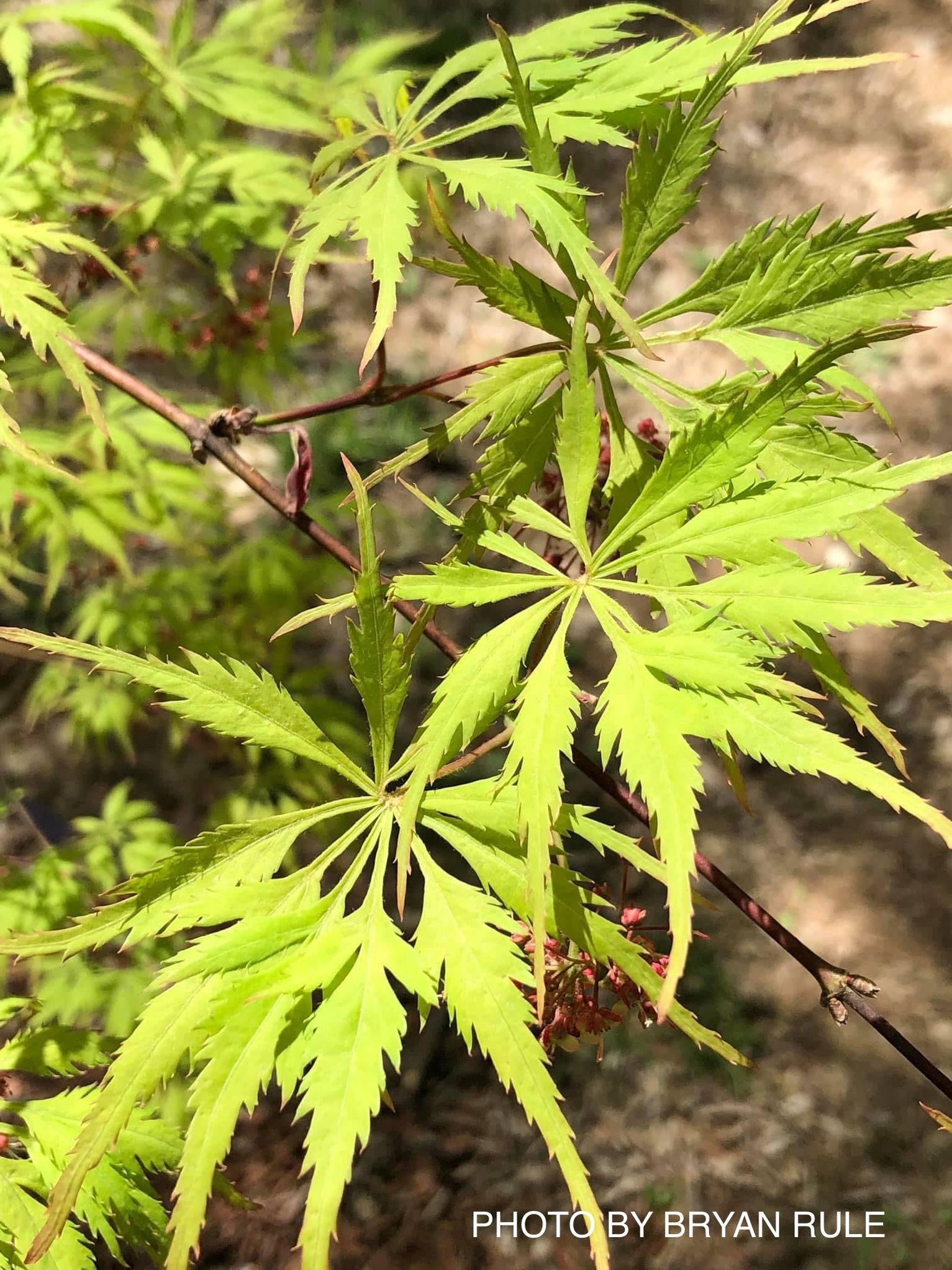 Buy Acer palmatum 'Shigure bato' Japanese Maple — Mr Maple │ Buy ...