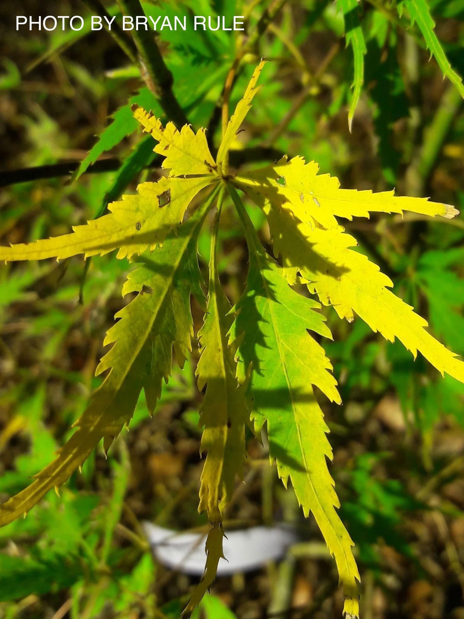 Buy Acer palmatum 'Shigure bato' Japanese Maple — Mr Maple │ Buy ...