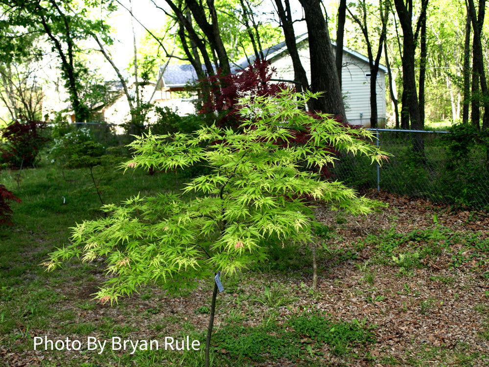 Buy Acer palmatum 'Shigure bato' Japanese Maple — Mr Maple │ Buy ...