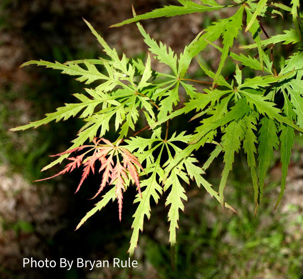 Buy Acer palmatum 'Shigure bato' Japanese Maple — Mr Maple │ Buy ...