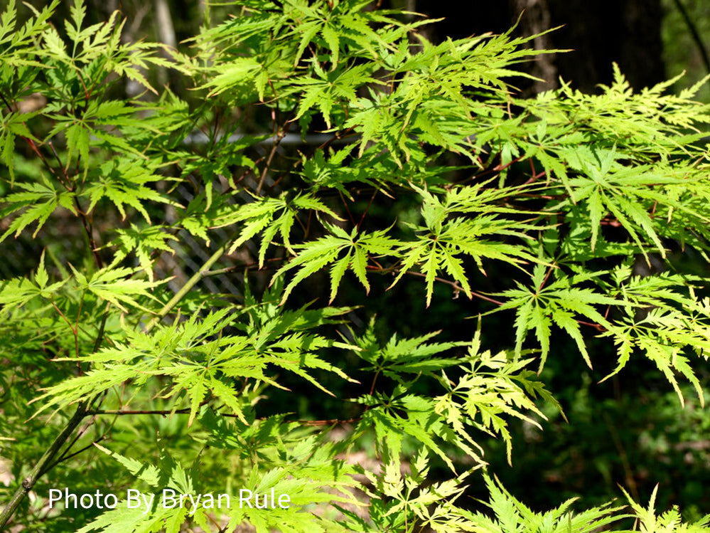 Buy Acer palmatum 'Shigure bato' Japanese Maple — Mr Maple │ Buy ...