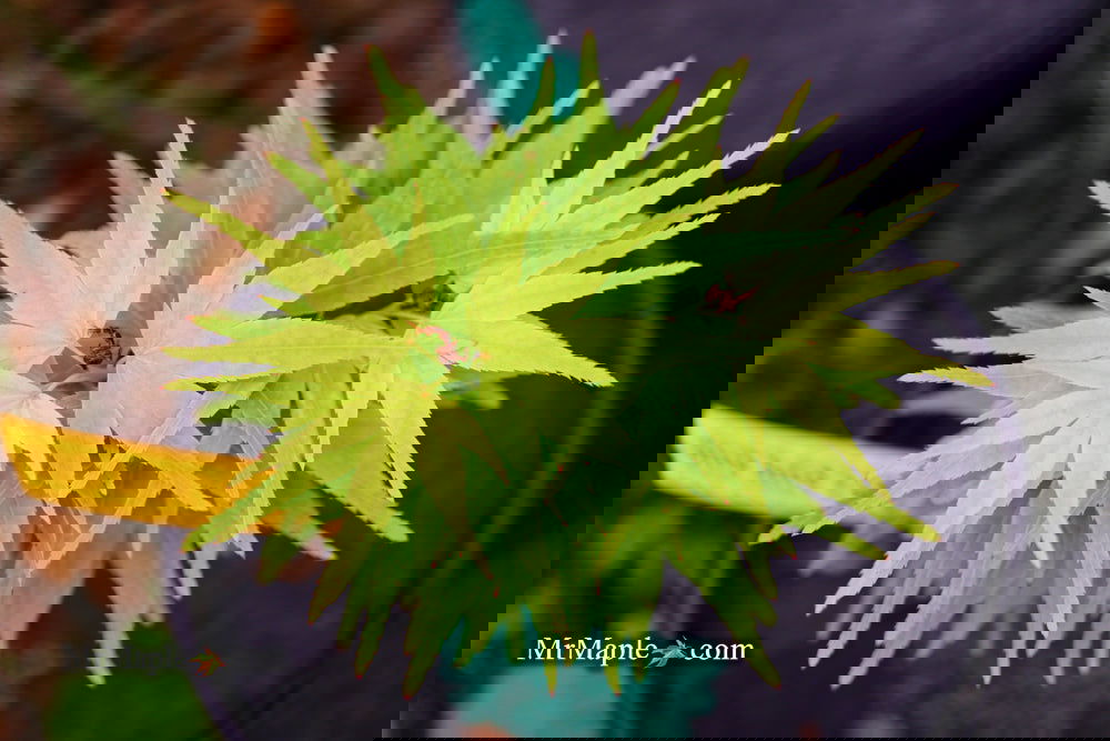 Buy Acer palmatum 'Shin Shin Yatsubusa' Dwarf Japanese Maple — Mr Maple ...