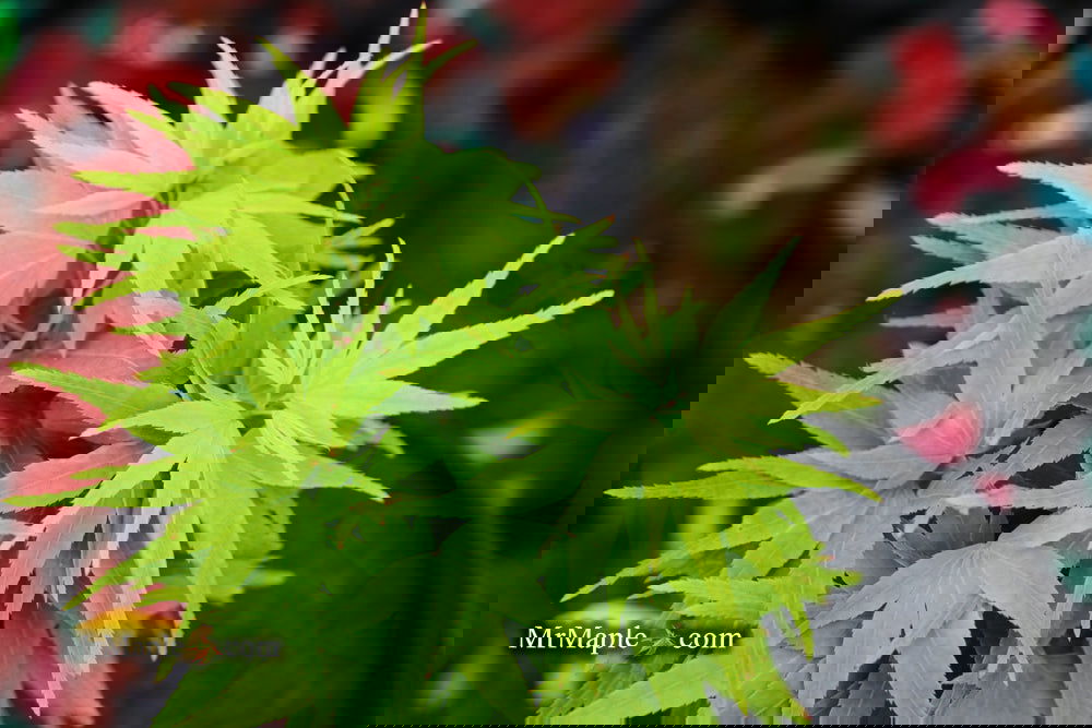 Buy Acer palmatum 'Shin Shin Yatsubusa' Dwarf Japanese Maple — Mr Maple ...