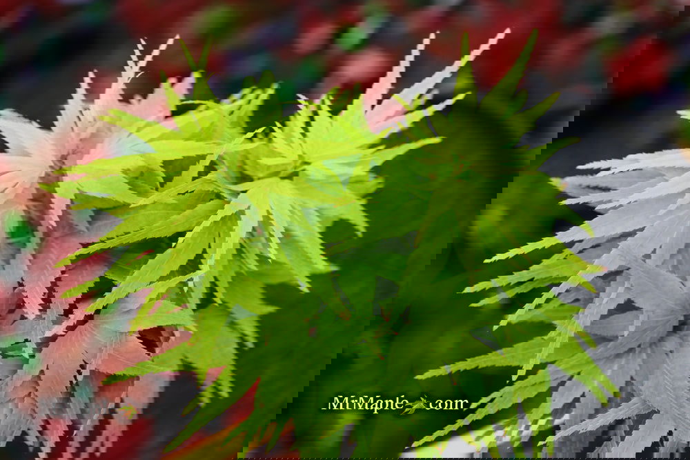 Buy Acer palmatum 'Shin Shin Yatsubusa' Dwarf Japanese Maple — Mr Maple ...