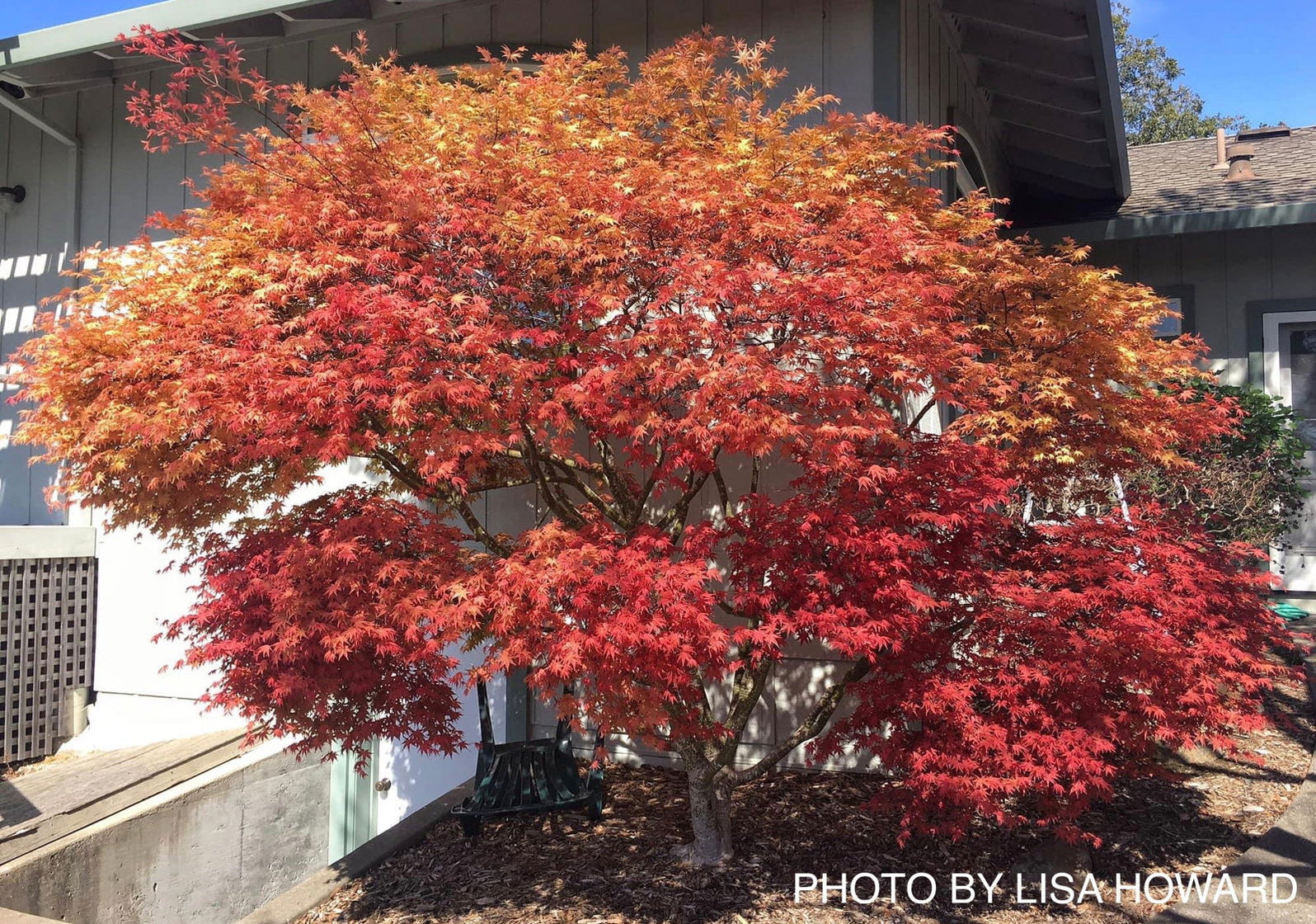 Buy Acer palmatum 'Shin deshojo' Red Japanese Maple — Mr Maple │ Buy ...