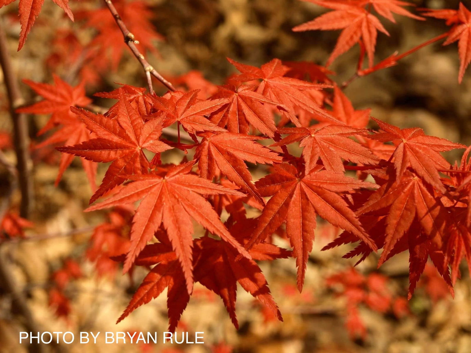 Buy Acer palmatum 'Shin deshojo' Red Japanese Maple — Mr Maple │ Buy ...