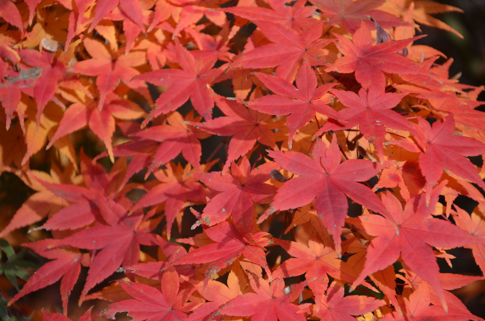 Buy Acer palmatum 'Shin deshojo' Red Japanese Maple — Mr Maple │ Buy ...
