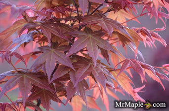 Buy Acer palmatum 'Shin deshojo' Red Japanese Maple — Mr Maple │ Buy ...