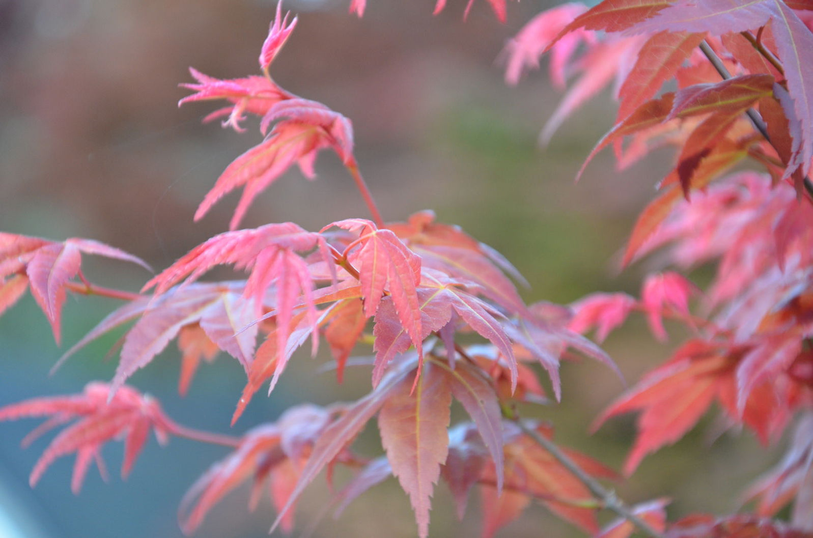 Buy Acer palmatum 'Shin deshojo' Red Japanese Maple — Mr Maple │ Buy ...