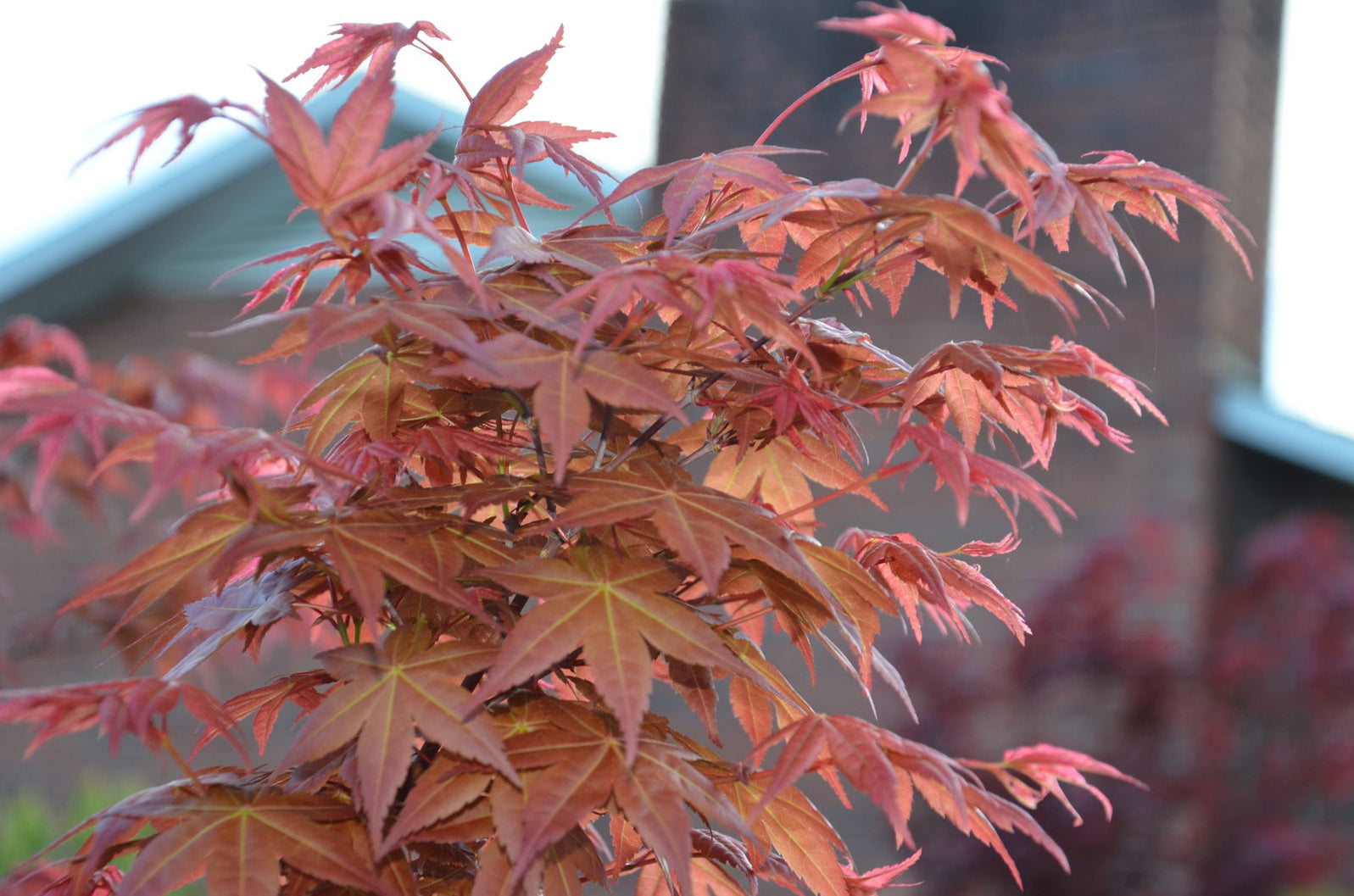 Buy Acer palmatum 'Shin deshojo' Red Japanese Maple — Mr Maple │ Buy ...
