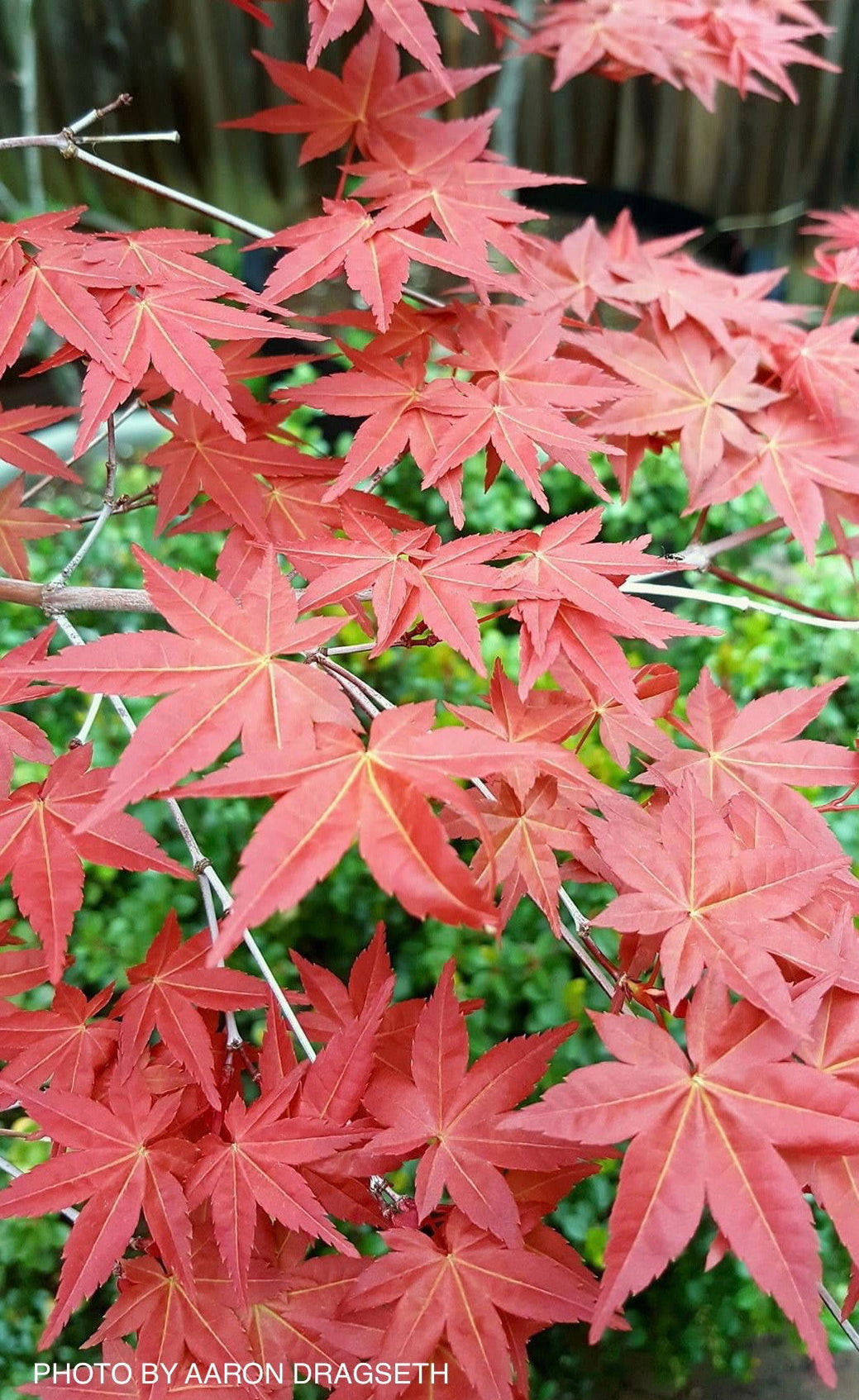 Buy Acer palmatum 'Shin deshojo' Red Japanese Maple — Mr Maple │ Buy ...