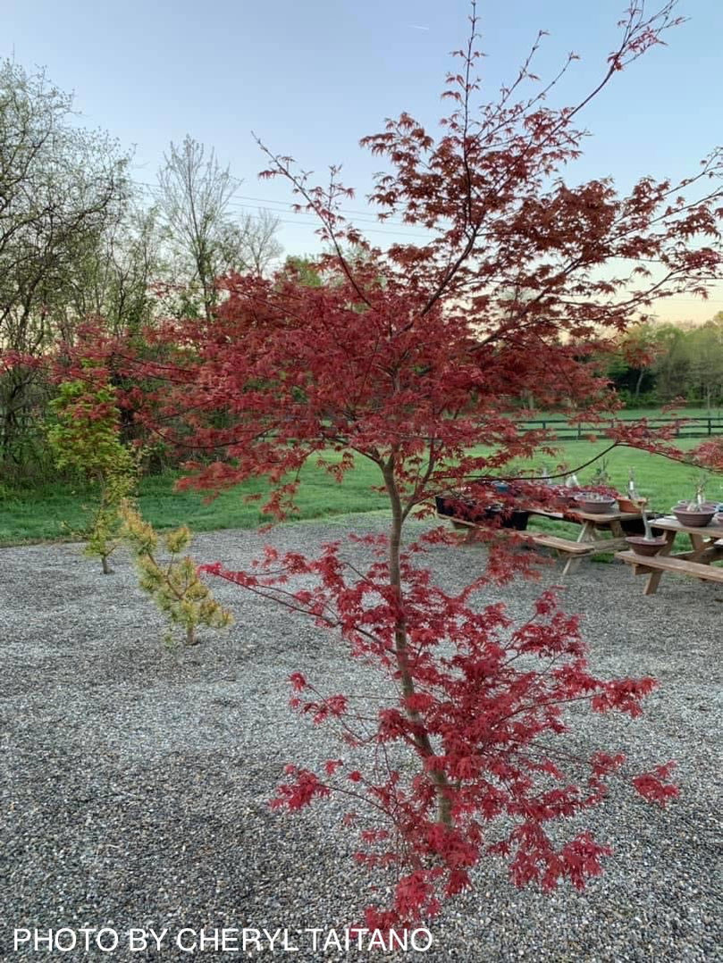 Buy Acer palmatum 'Shin deshojo' Red Japanese Maple — Mr Maple │ Buy ...