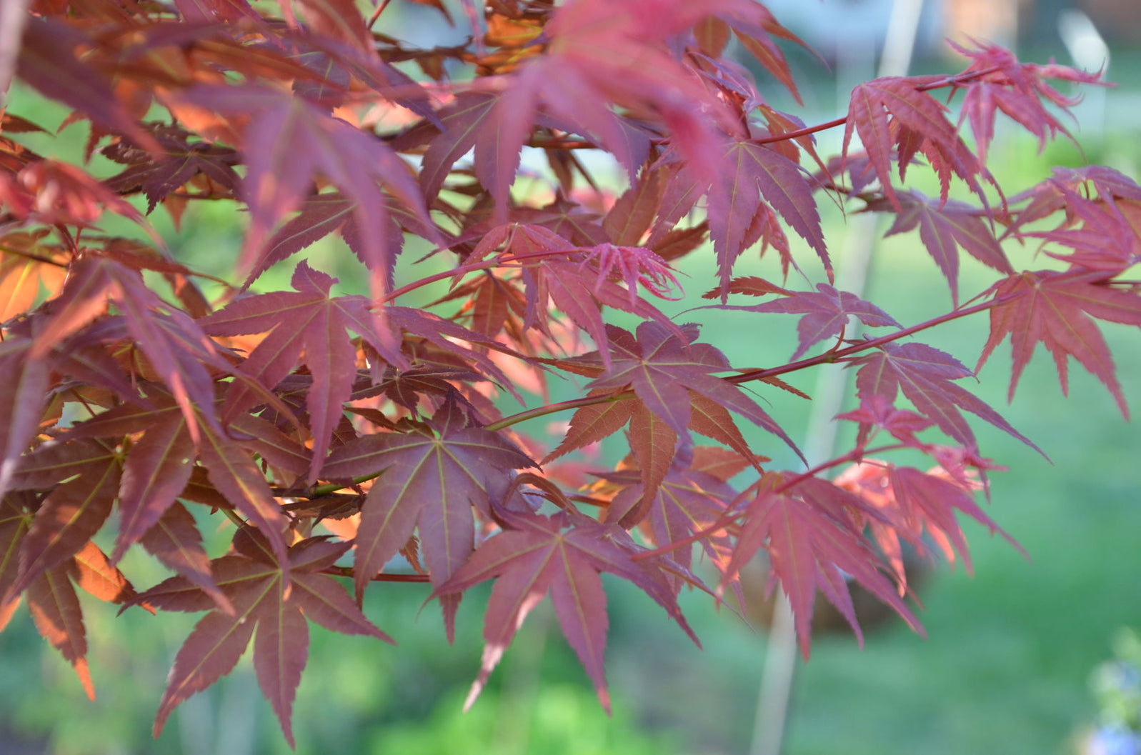 Buy Acer palmatum 'Shin deshojo' Red Japanese Maple — Mr Maple │ Buy ...