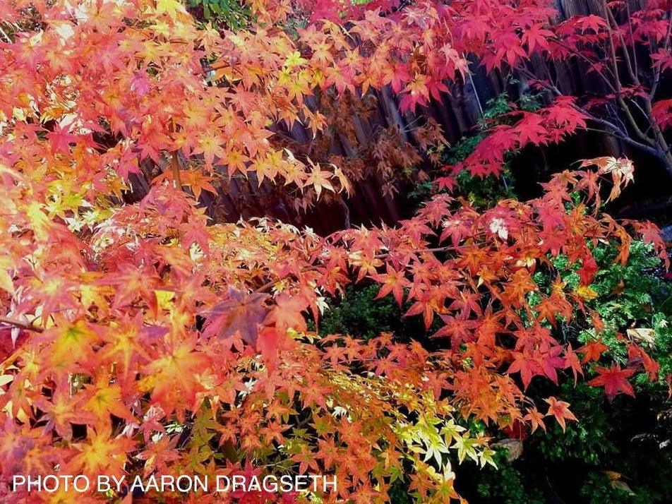 Buy Acer palmatum 'Shin deshojo' Red Japanese Maple — Mr Maple │ Buy ...