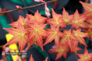 Buy Acer palmatum 'Shin deshojo' Red Japanese Maple — Mr Maple │ Buy ...