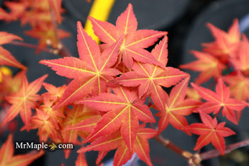 Buy Acer palmatum 'Shin deshojo' Red Japanese Maple — Mr Maple │ Buy ...