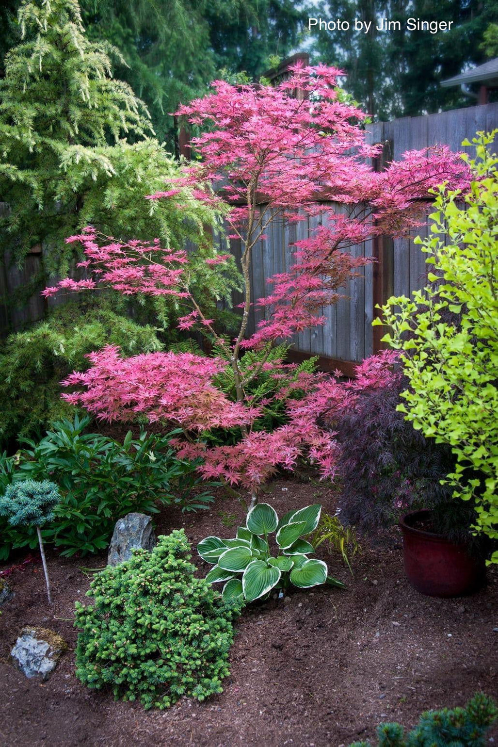 Buy Acer palmatum 'Shirazz' Japanese Maple — Mr Maple │ Buy Japanese ...