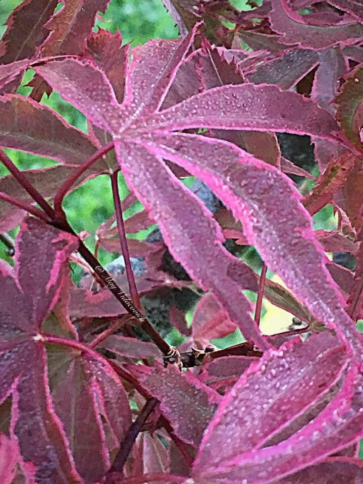 Buy Acer palmatum 'Shirazz' Japanese Maple — Mr Maple │ Buy Japanese ...