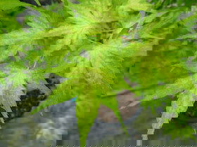 Buy Acer palmatum 'Shiro' Yellow Variegated Japanese Maple — Mr Maple │ Buy Japanese Maple Trees