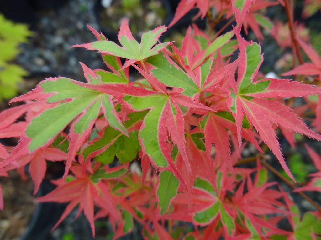 Buy Acer palmatum 'Shojo no mai' Variegated Japanese Maple — Mr Maple ...